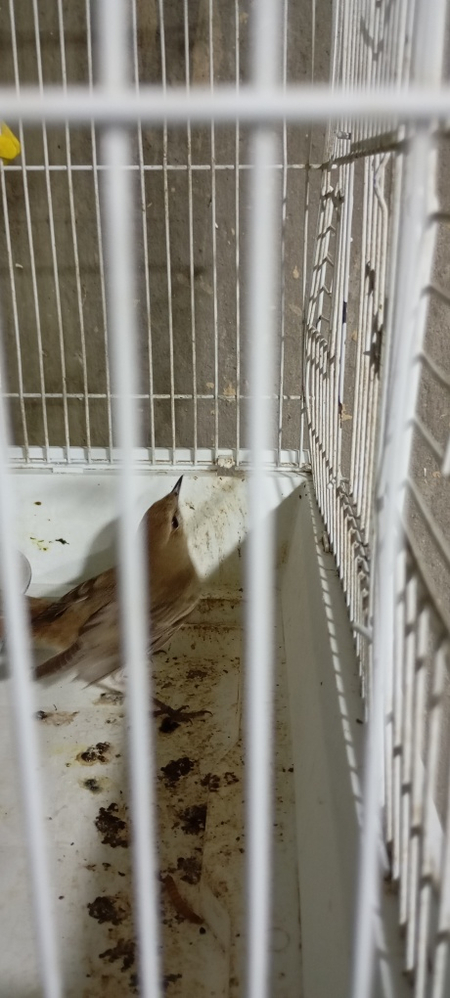Hofizi bulbul sayroda