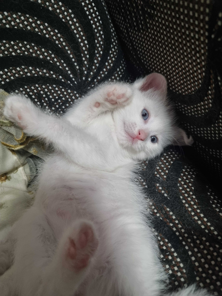 Продаются котята ангоры