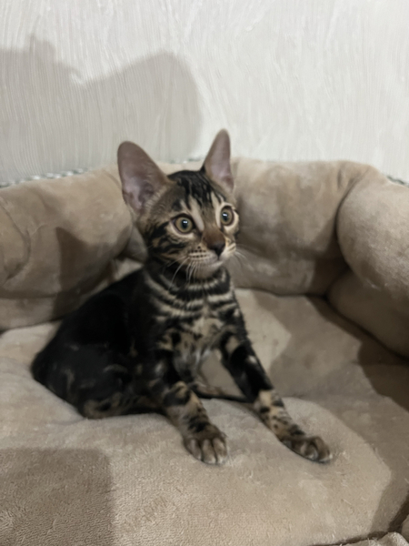 Бенгалская  кошка