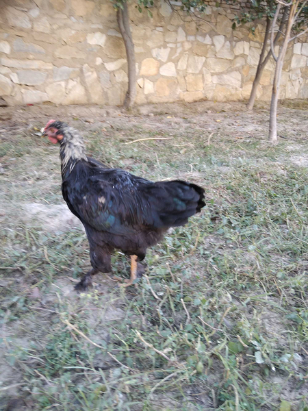 Xo\\\'roz 6 oylik zotdor