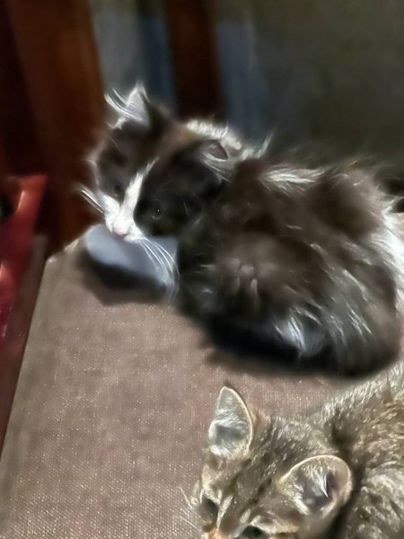 Бесплатно в любящие руки котята