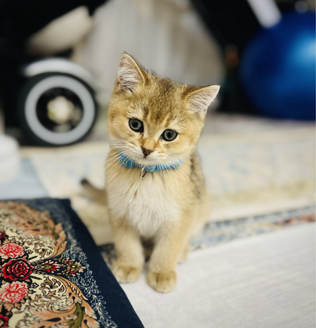 Zoti скотиш фолд золотой шиншила  скотиш страйт