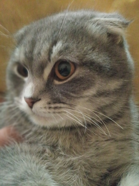 Продаётся кот скоттиш фолд