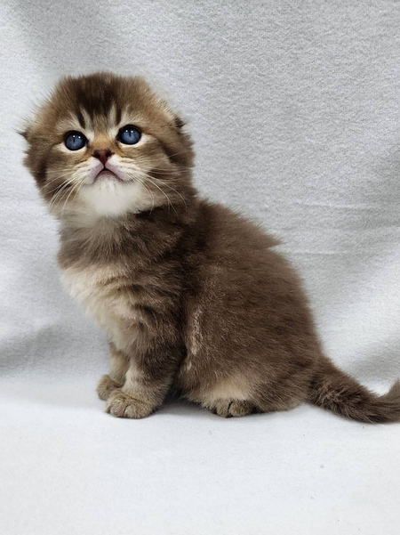 Котенок шиншиллы девочка