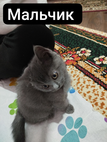 Продаются британский котята 100$
