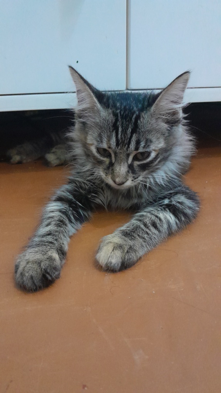 Чисто Сибирский котенок