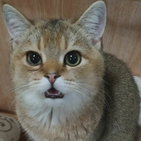Вязка шикарные коты золотой шиншилы