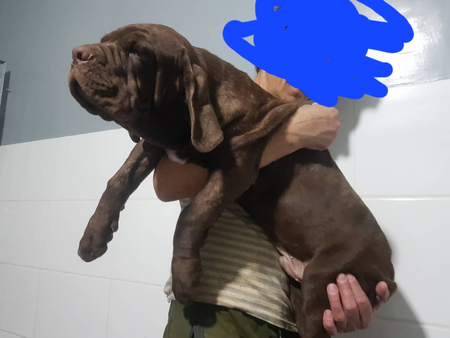 Продаются щенок мастино неаполитано