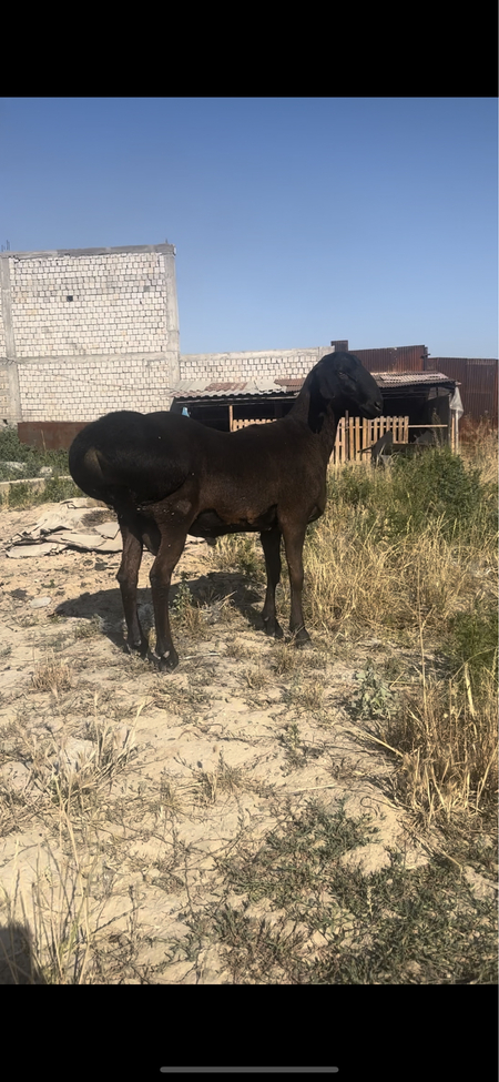 qoy qurbonlikka 40. 45 kg atrofida
