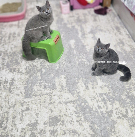 Мушук зотдор котёнок  Британский