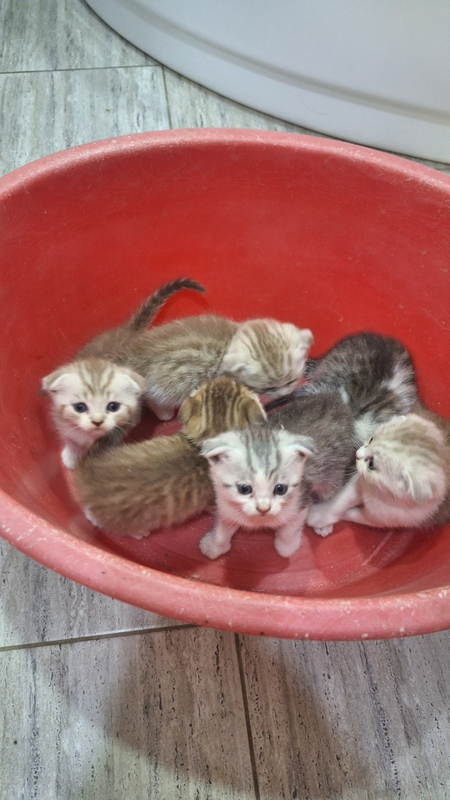 Котята скоттиш фолд