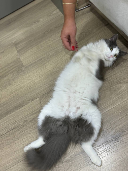 Кошка пушистая. Котят не будет (стерилизованная))