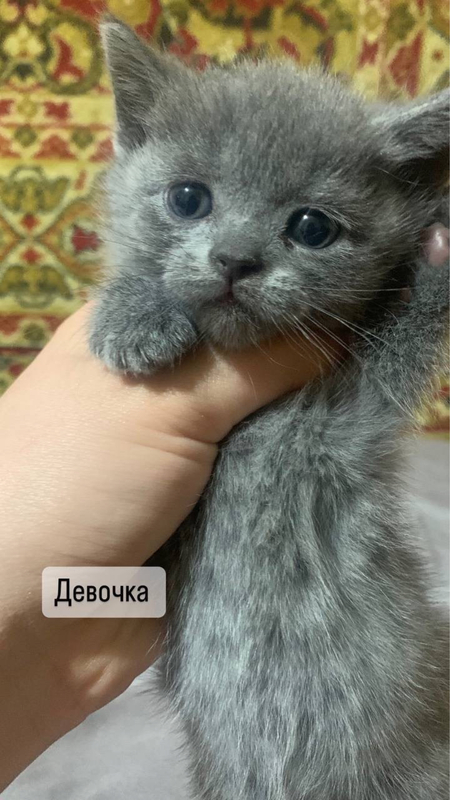 Милые котятя, от правильной вязки.