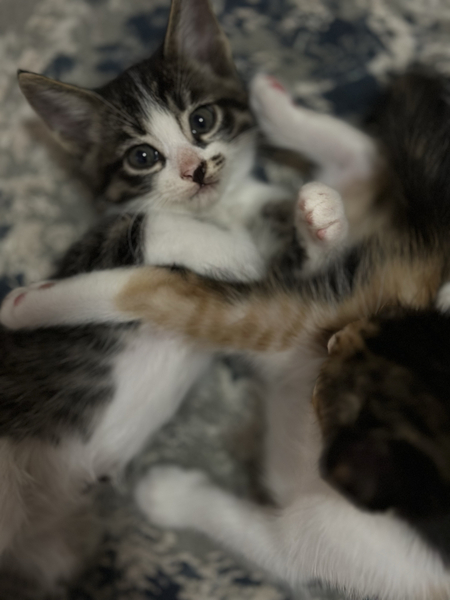 Котята домашние даром в хорошие руки!