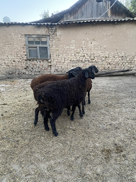 Qochqorlar sotiladi