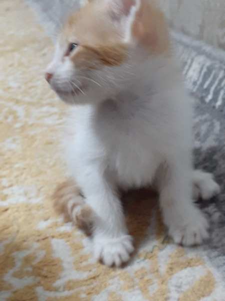 Отдадим котят в хорошие руки