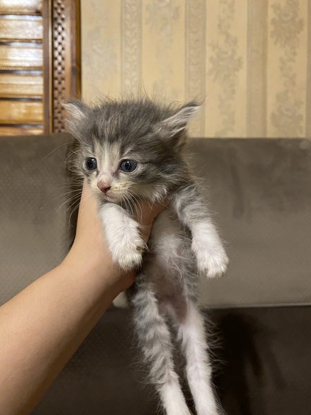 Котята 1.5 месяца