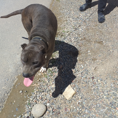 Kuchu pitbul soglom