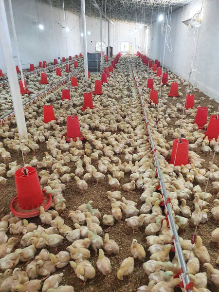 Продается птица ферма на 2 га 6 боксов по 40 тыс. бройлеров