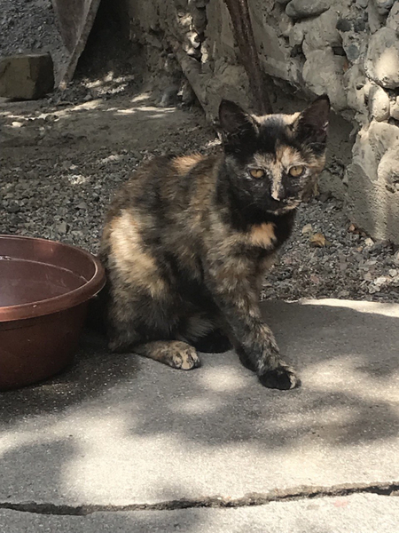 Котенок-девочка в добрые руки