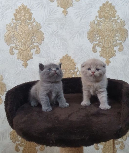 Продаю кота девочку страйк