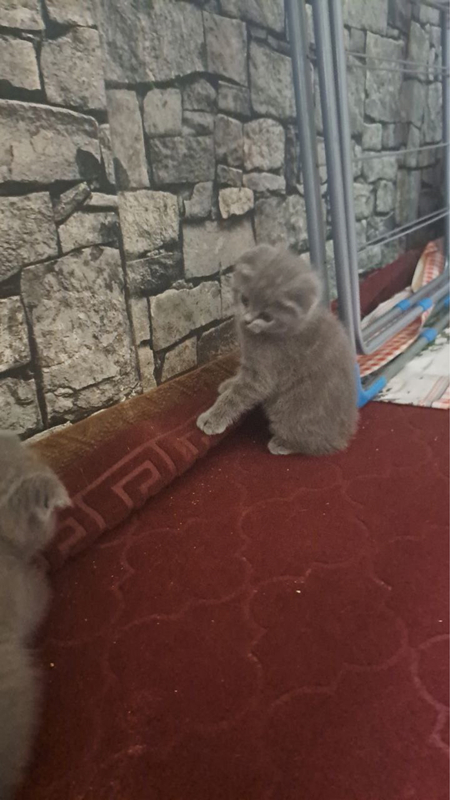 Скотиш фолд Сотилади