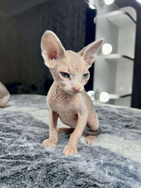 Котёнок сфинкс