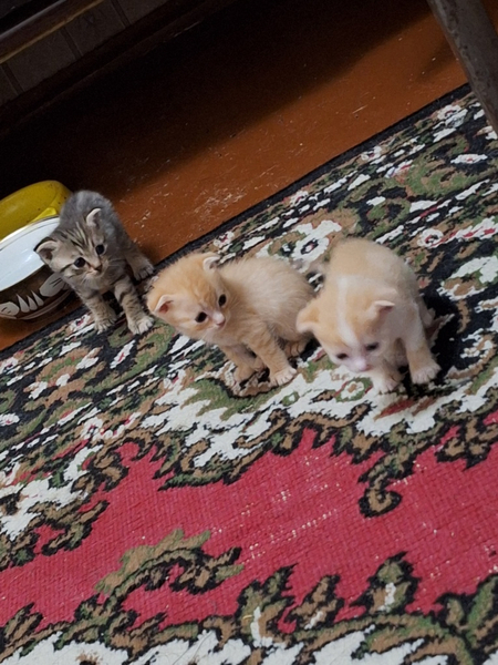 Scotish mushukchalar