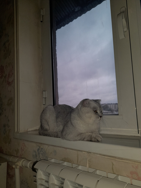 Навязку ищем кошку