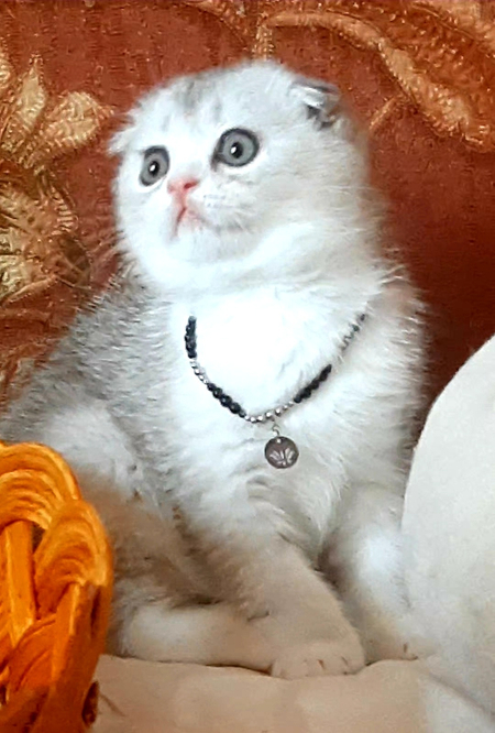 Скоттиш фолд мальчик