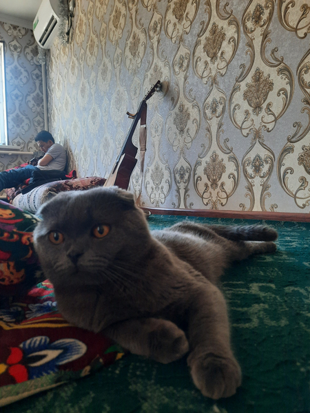 Вязка! Шотландский кот (ФОЛД)