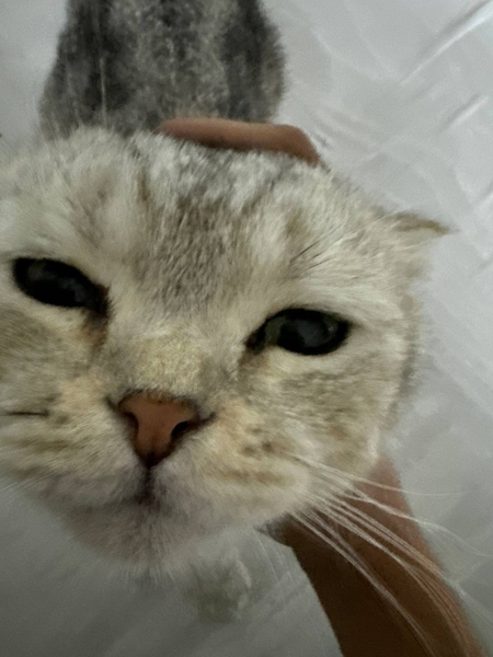 Mushuk Scottish Fold