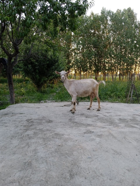 Echki ona bola 250