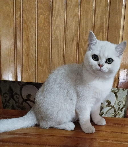 Serebritsiy shinshila