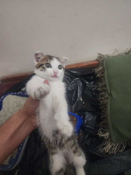 Отдам котенка в хорошие руки