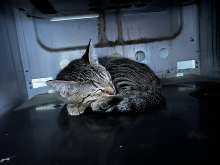 Отдам даром котенка