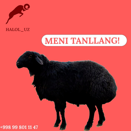 halol__uz Qassob xizmati