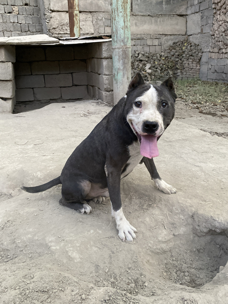 Yaxshi it toza pitbull