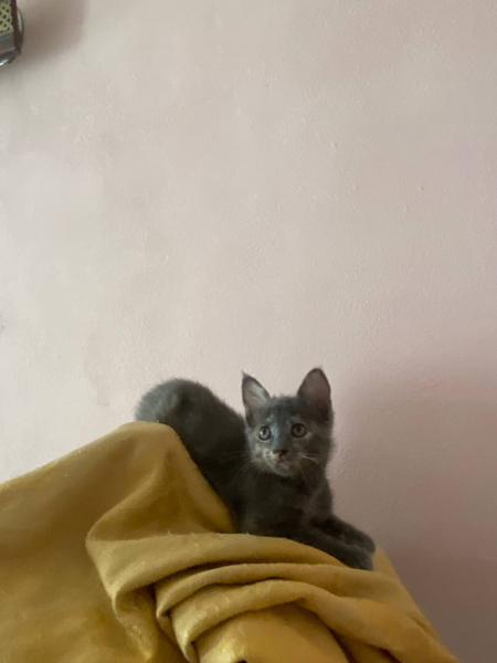 Котята Мейн Кун 2 месяца