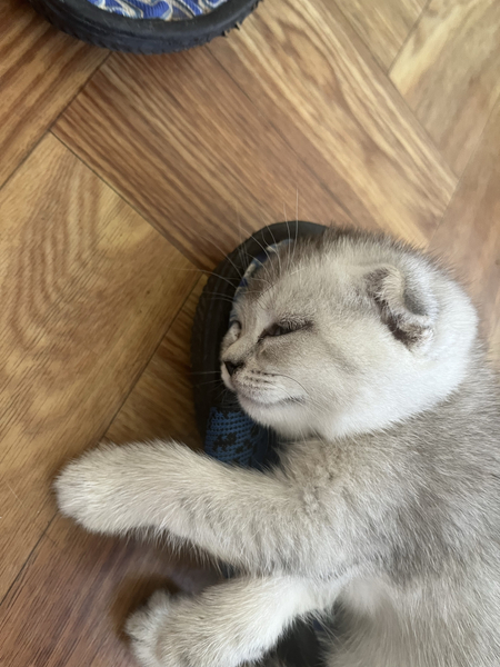 Британские котята