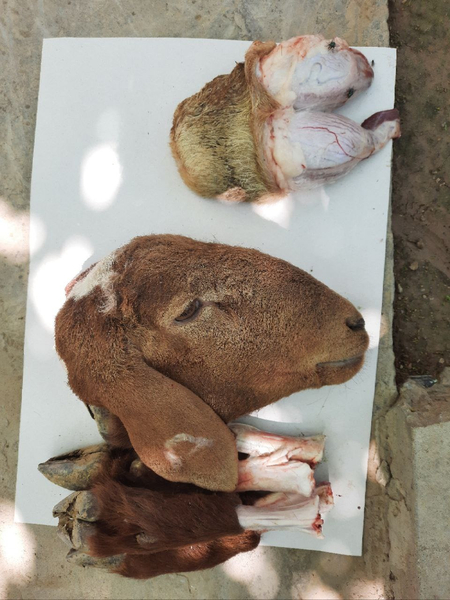 Qassob xizmatlari