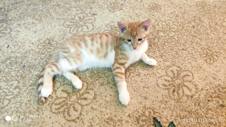 Котёнок в хорошие руки