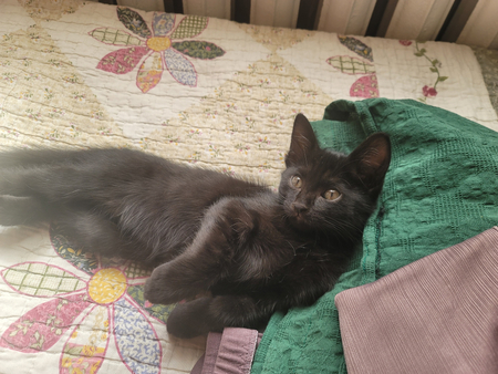 Котенок 2месячный. Отдам в хорошие руки,живет с мамой.