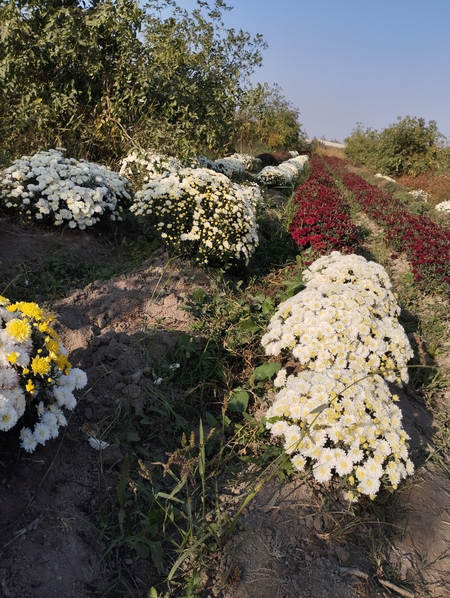 Хризантема гуллари