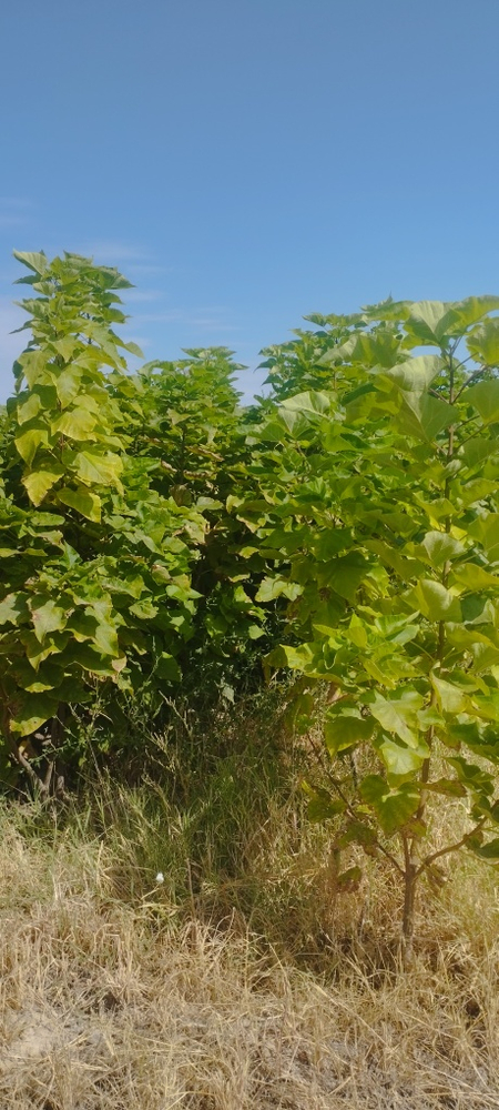 Manzarali daraxtlar Katalpa koʻchati