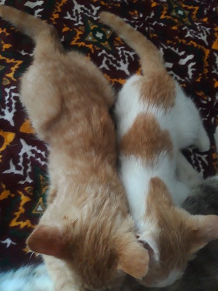Отдам даром, 2 кошек