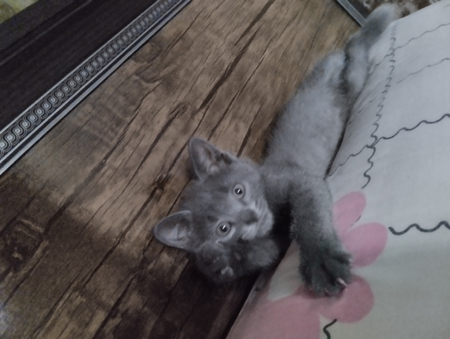 Продам котёнок 2 месяца, мальчик, кличка Лулу