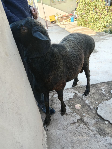 Quy soʻzladi toza zotor quy
