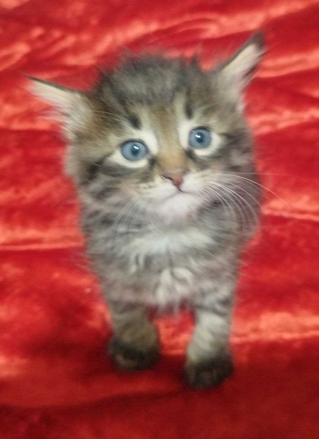 Котята, ласковые, игривые, неприхотливые