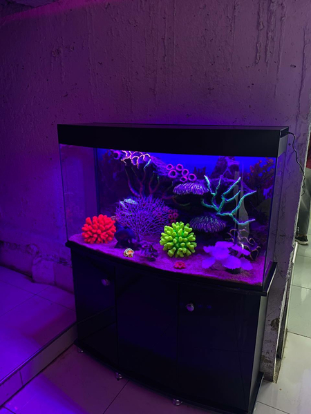 Akvarium Magazin